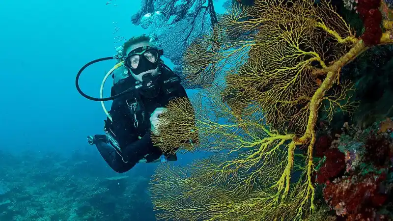 The different types of Underwater Diving insurance available - Go Dive ...