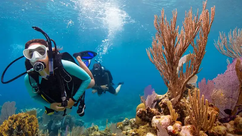 The Top 25 Dive Sites in Auckland: A Comprehensive Guide - Go Dive New ...